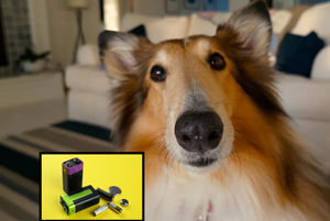 Battery Ingestion — Critter Care Collective