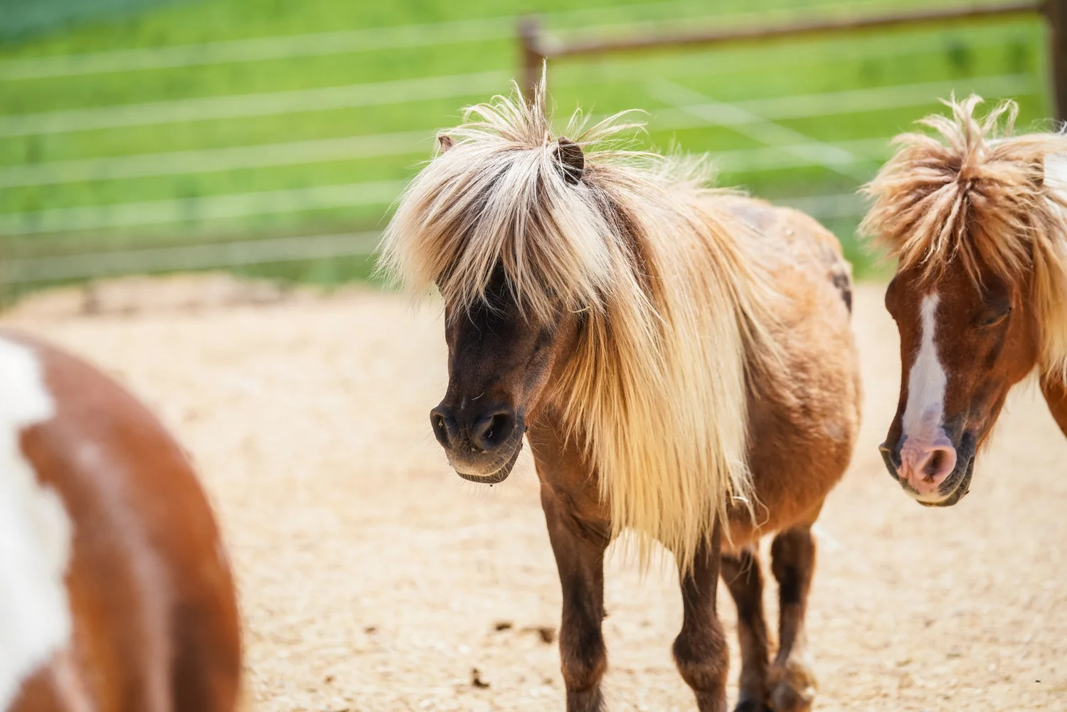 Meet the Herd — Inspiration Stables