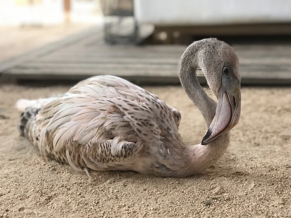 About Us | Mangrove Center Bonaire — Mangrove Center