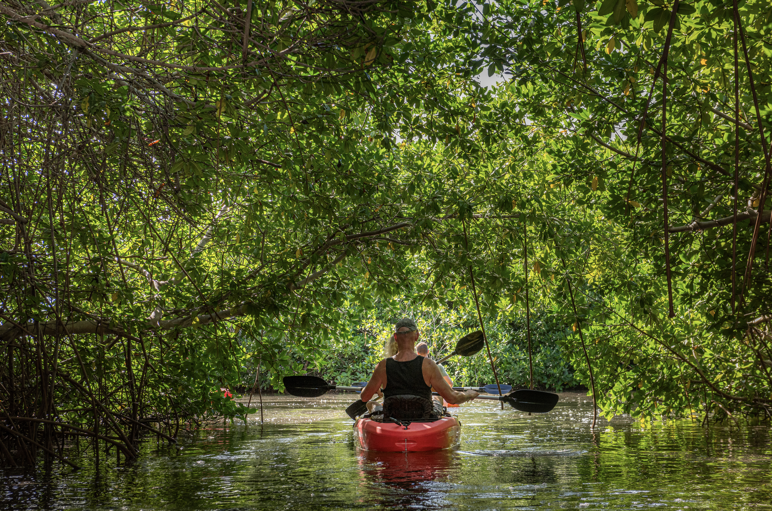Mangrove Center: Explore Bonaire’s Mangroves, Kayak & Snorkel Tours