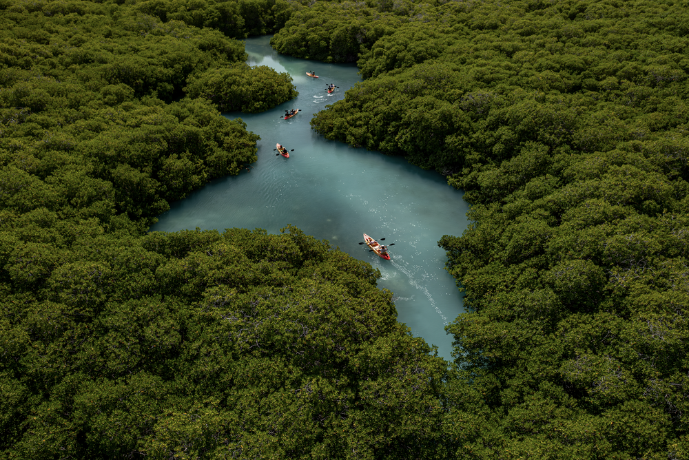 Mangrove Center: Explore Bonaire’s Mangroves, Kayak & Snorkel Tours