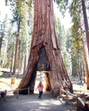 California's Giant Trees: Seeing the Tallest, Oldest & Largest Trees in ...