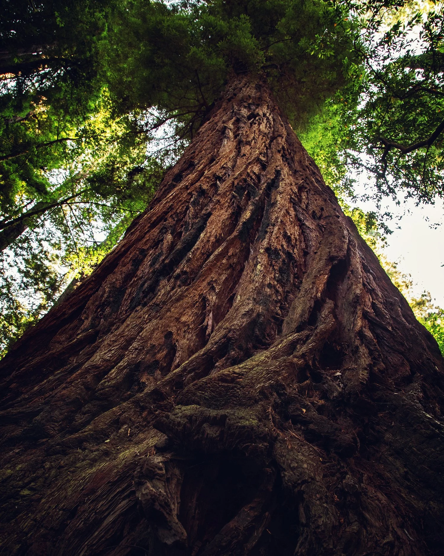 California's Giant Trees: Seeing the Tallest, Oldest & Largest Trees in ...