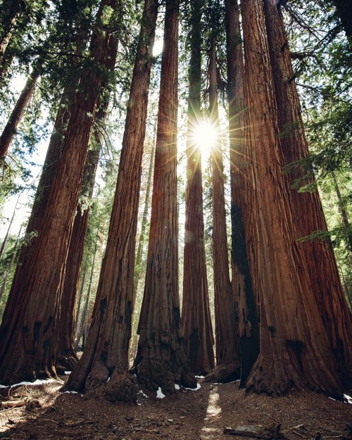 California's Giant Trees: Seeing the Tallest, Oldest & Largest Trees in ...