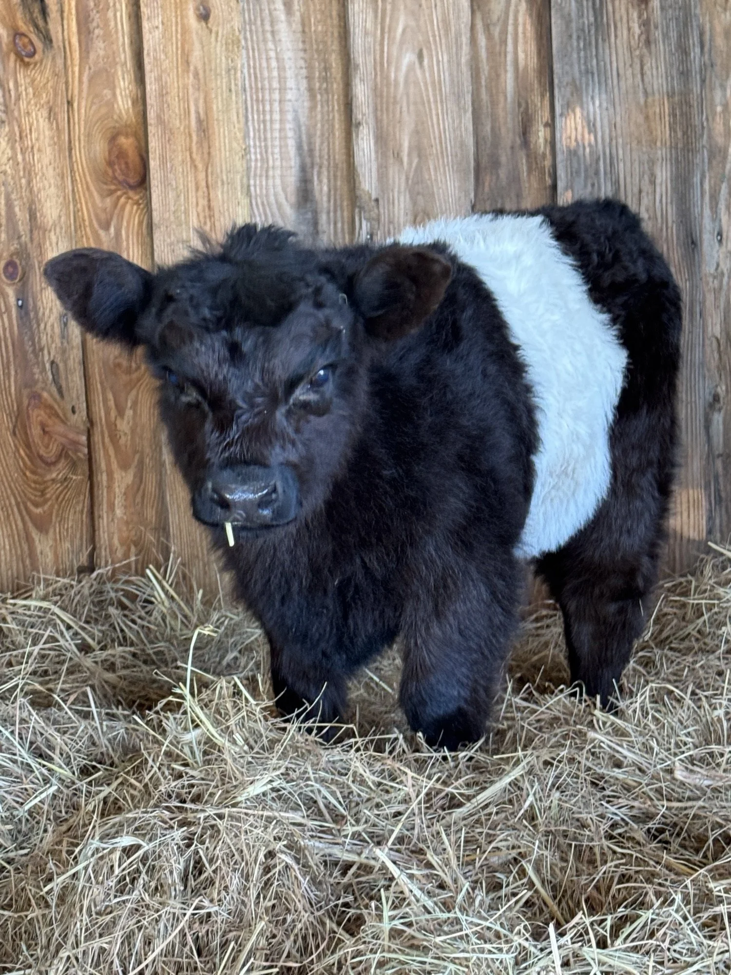 Mini Belted Galloway Calves For Sale — Iron Rock Farm