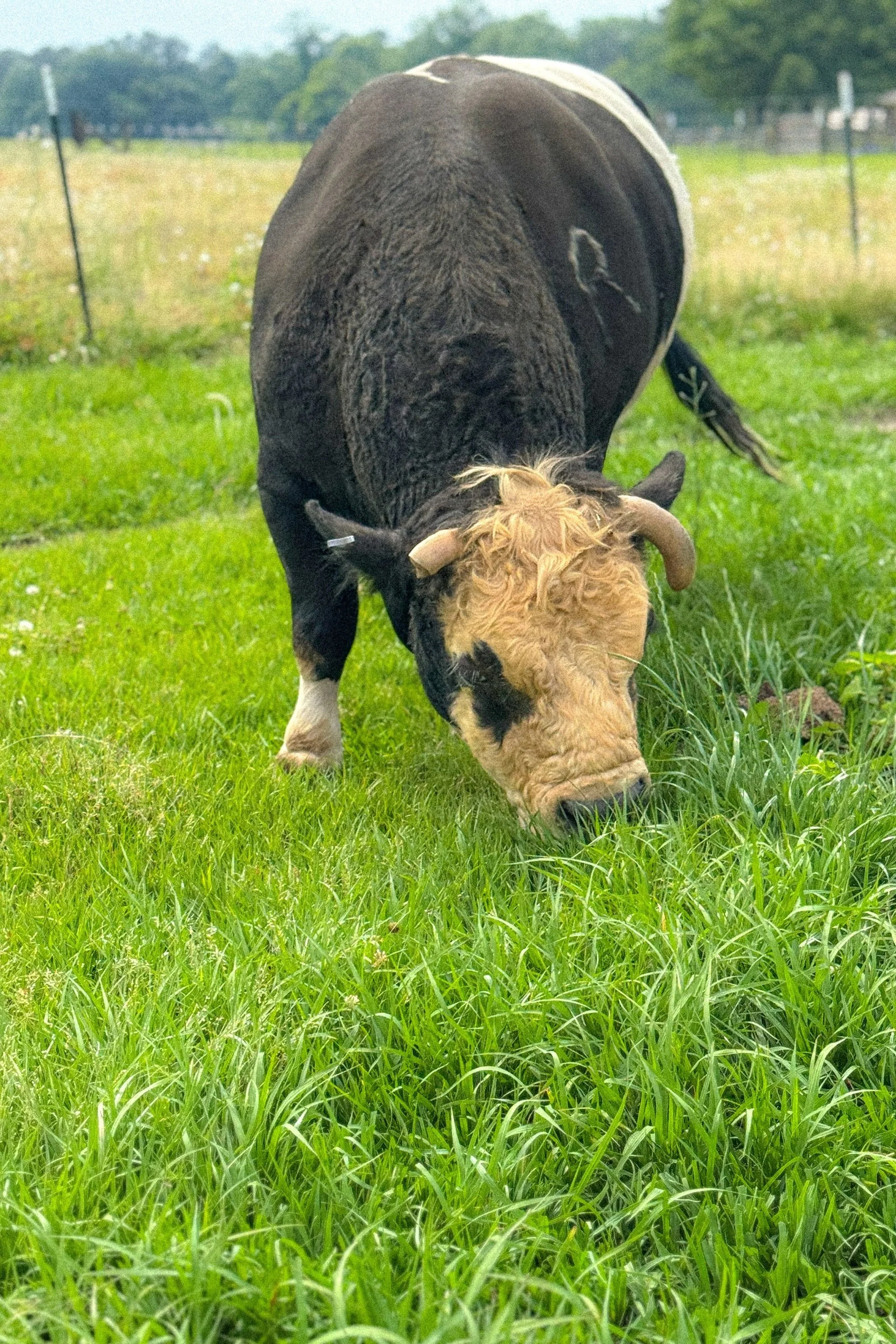 Our Bulls — Iron Rock Farm