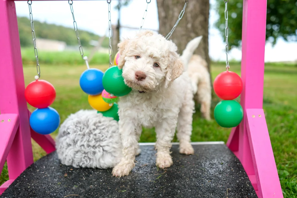 Lagottoclub Schweiz | Entdecke Lagotto-Vielfalt