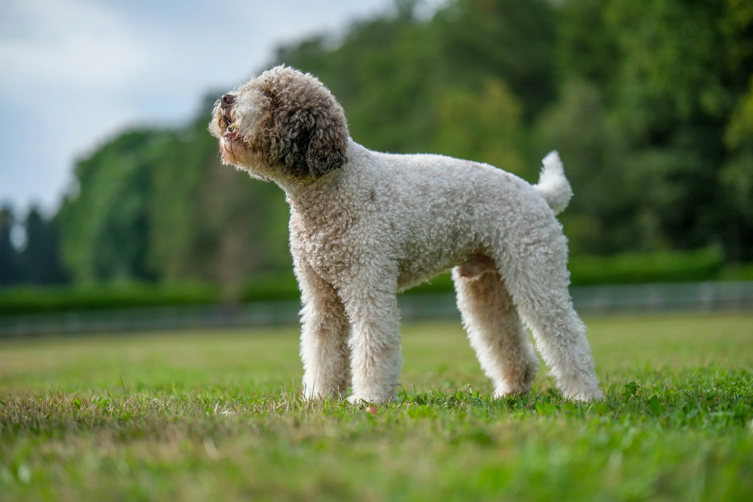Unser Lagotto — Lagottoclub Schweiz