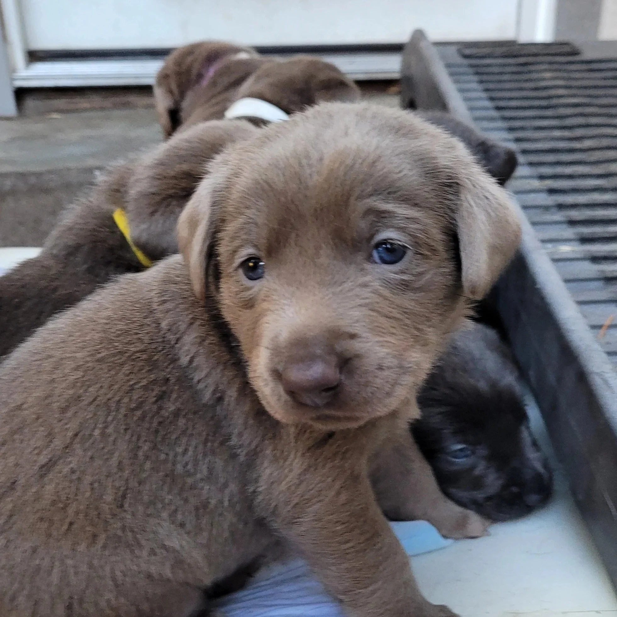 A Day in the Life of a Labrador Retriever Puppy (AKA “The Fluff & Chaos ...