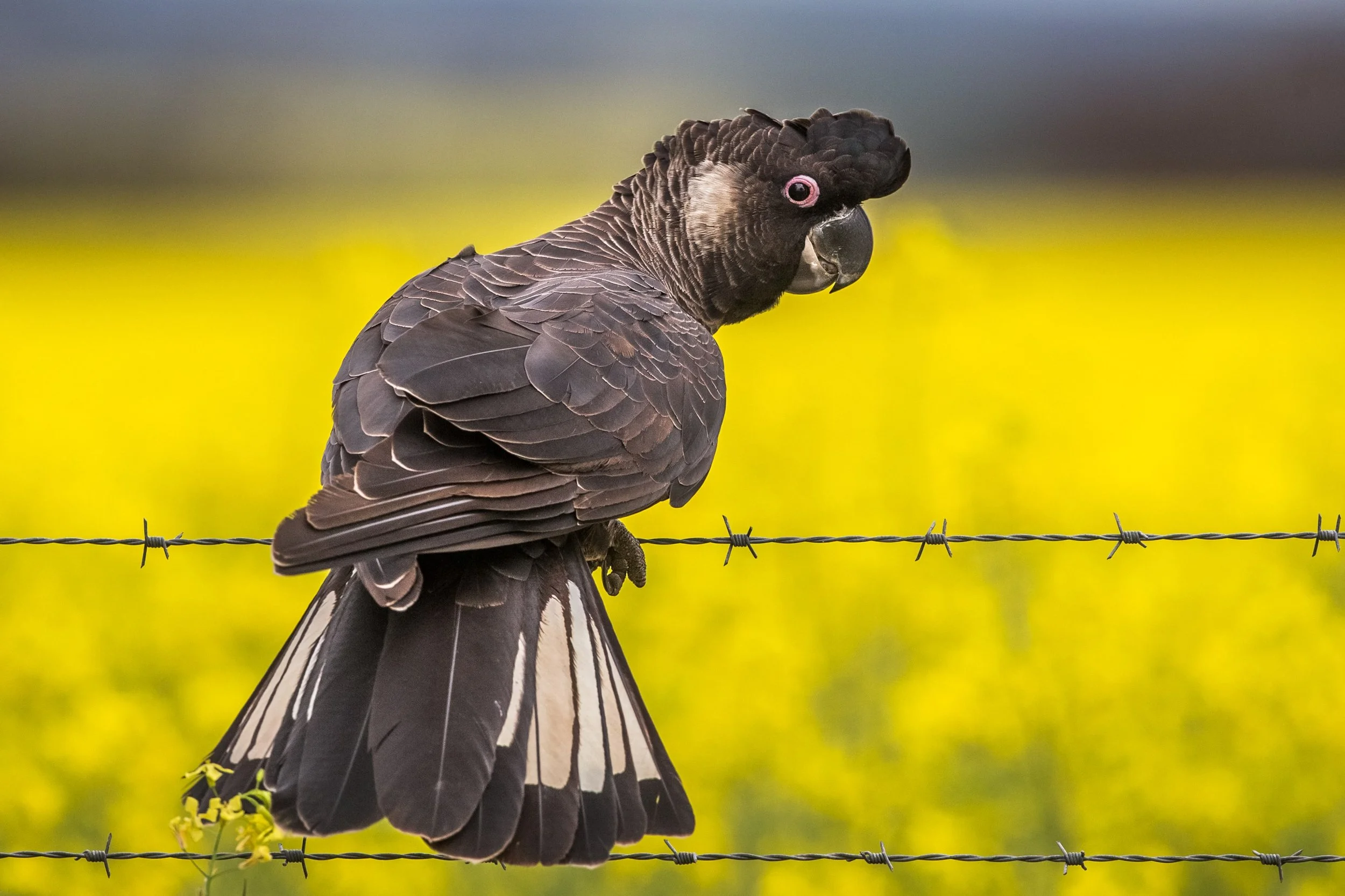 Black Cockatoo