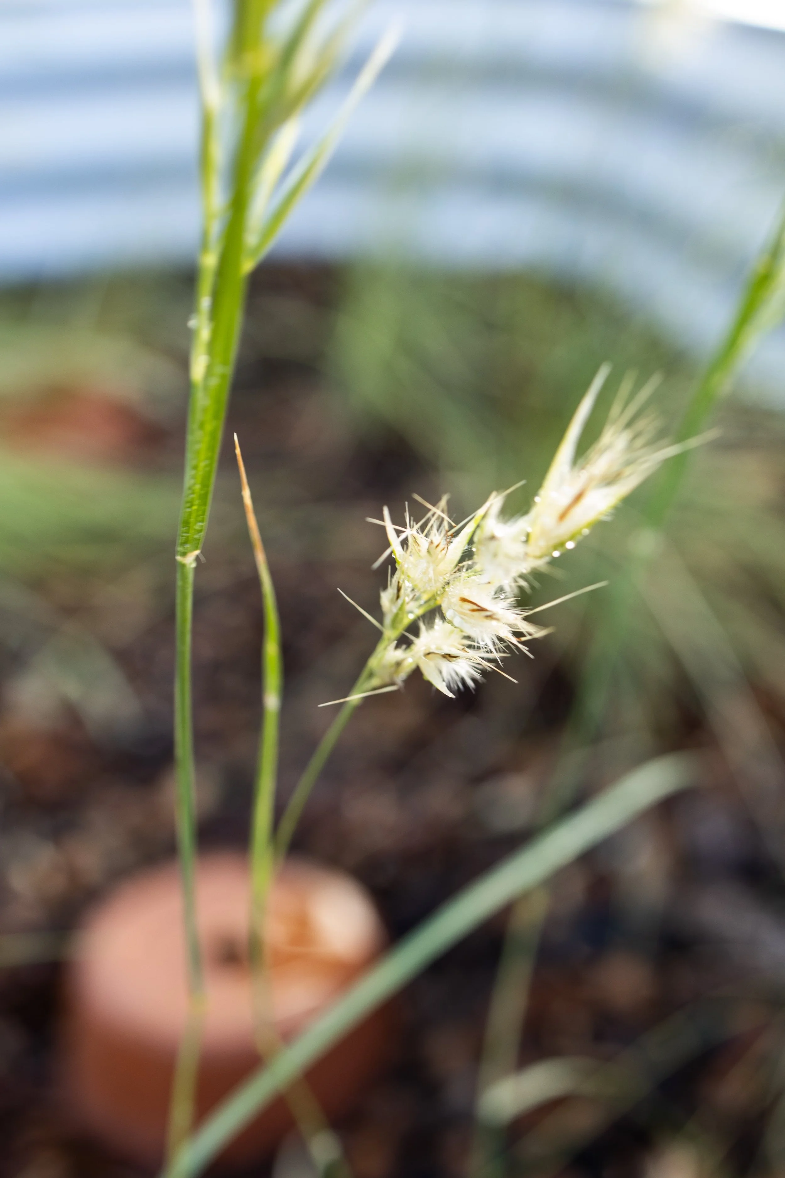 Wallaby Grass - a tough and palatable pasture option for low rainfall ...