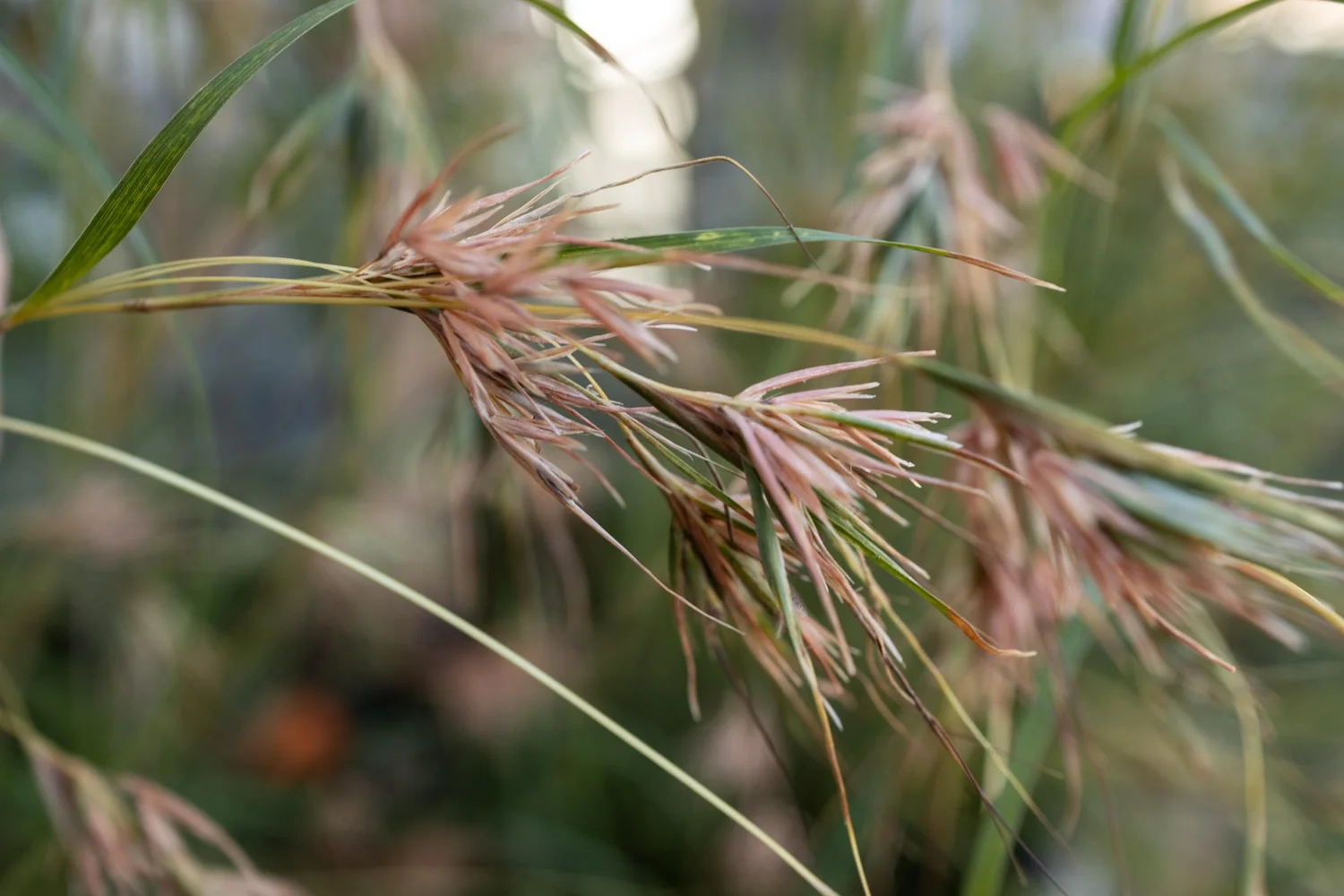 Native grasses - beautiful and productive. — Wheatbelt NRM