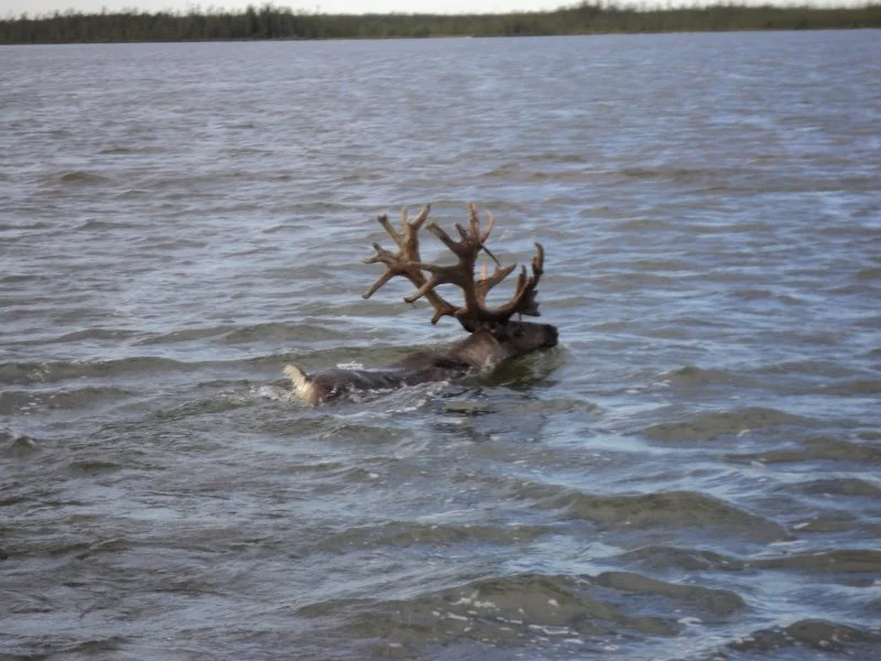 Bertrand Lake — Clark's Resorts & Outposts