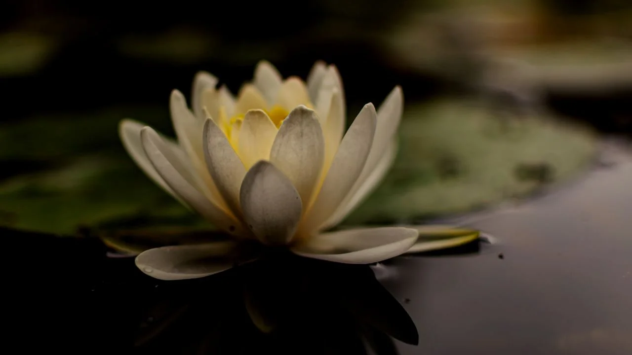 About Us | Integrative Holistic Medicine in Mishawaka, Indiana | Lotus ...