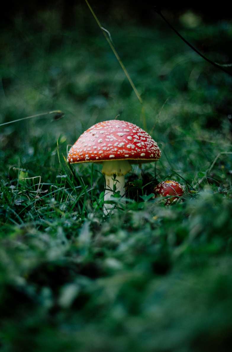 EUポイズンセンター届出 (PCN) — Yordas Japan