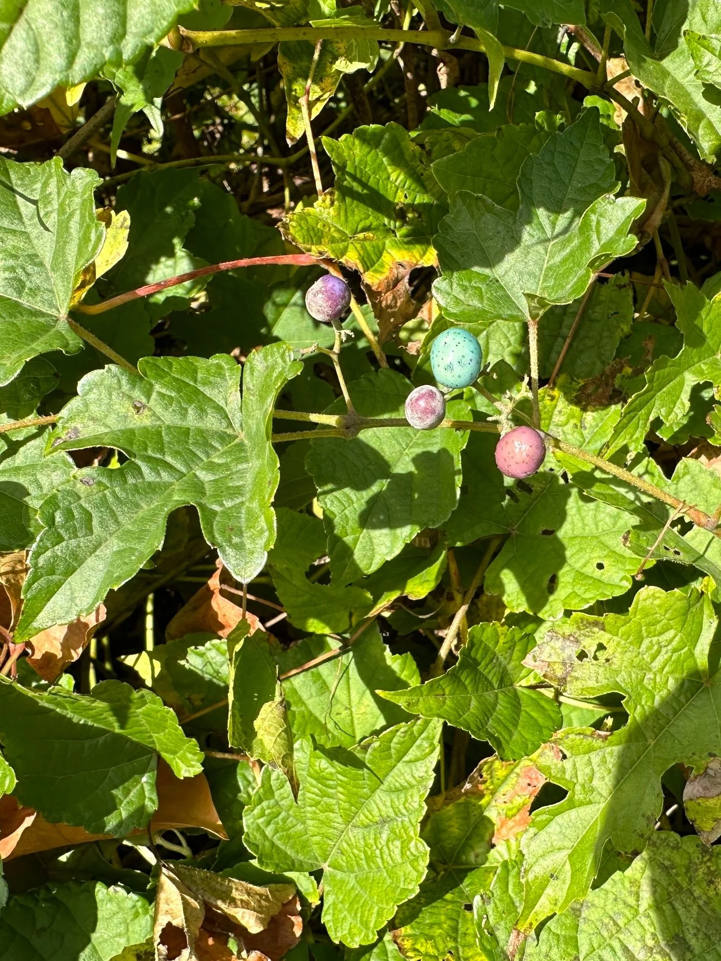 Fact Sheets — Blue Ridge PRISM