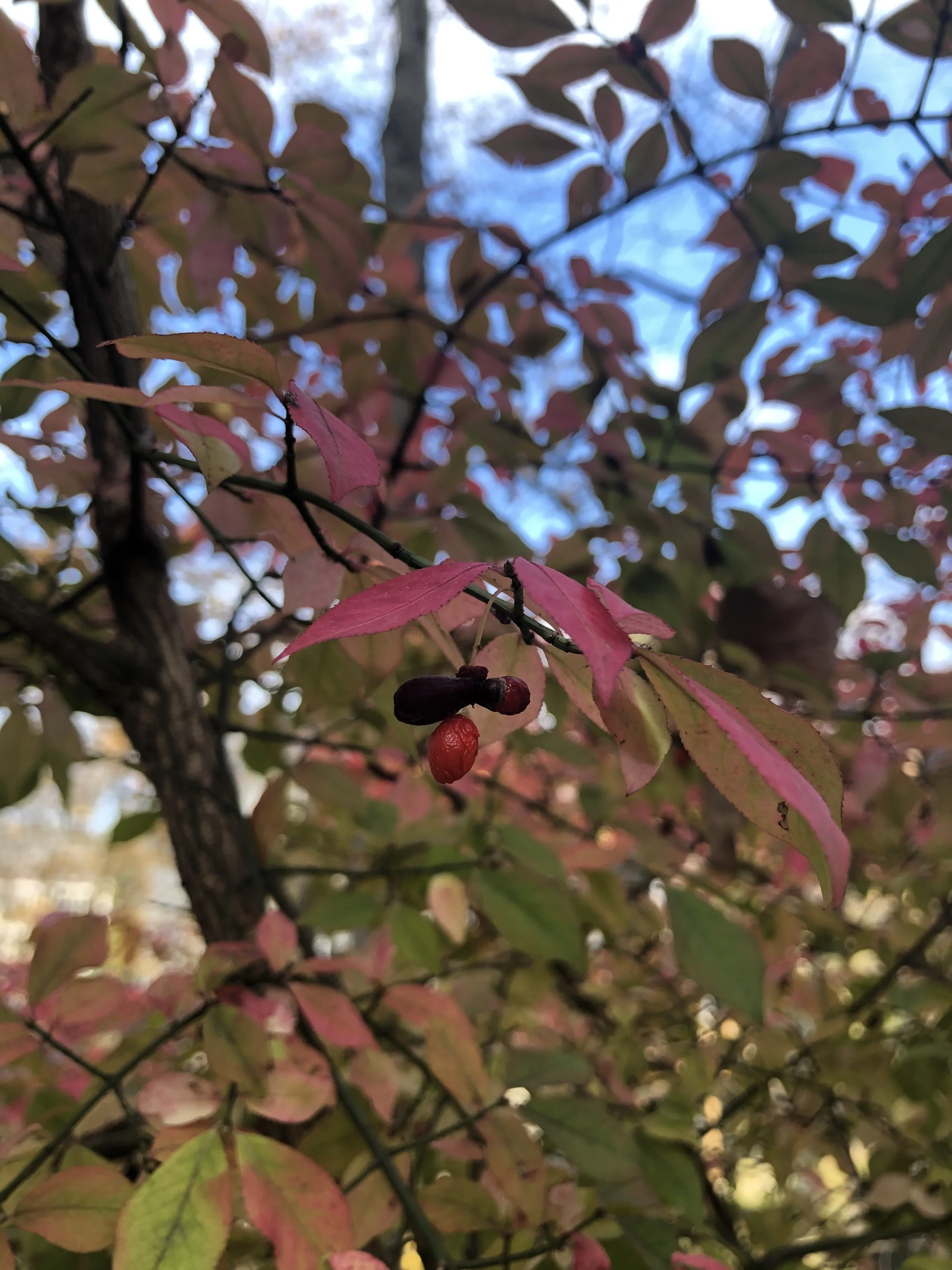 Weed Alert: Burning Bush — Blue Ridge PRISM