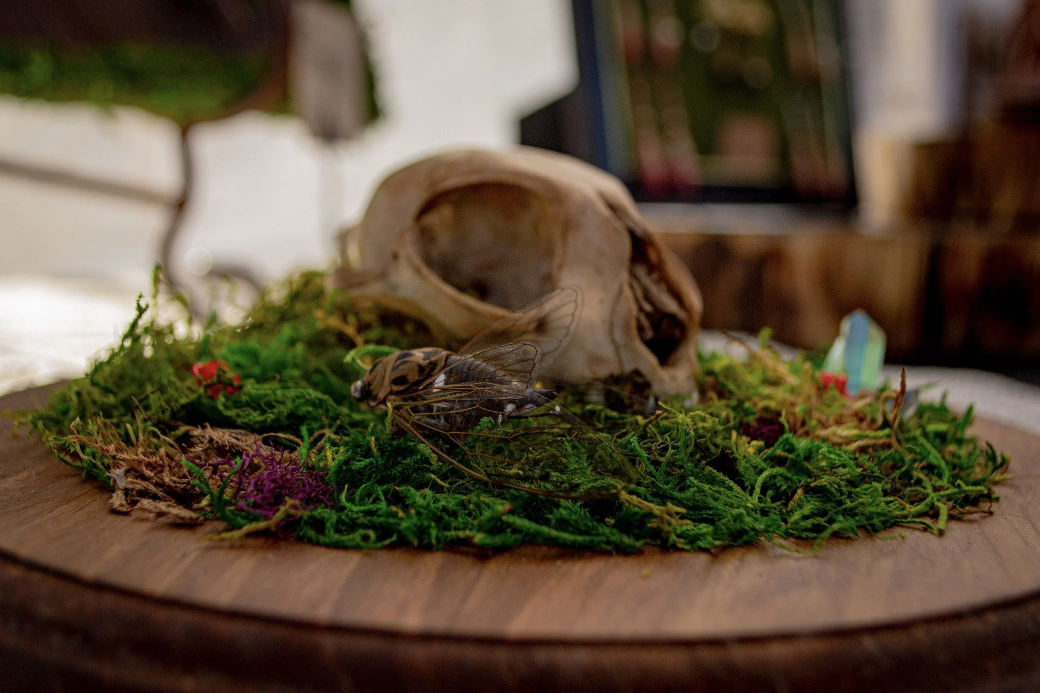 Moth Market