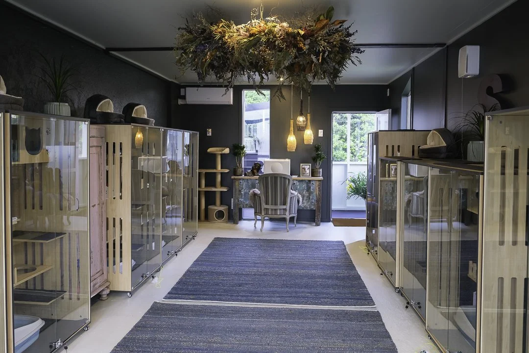 Khandallah Cat Hotel - An Exceptional Experience for Feline Guests