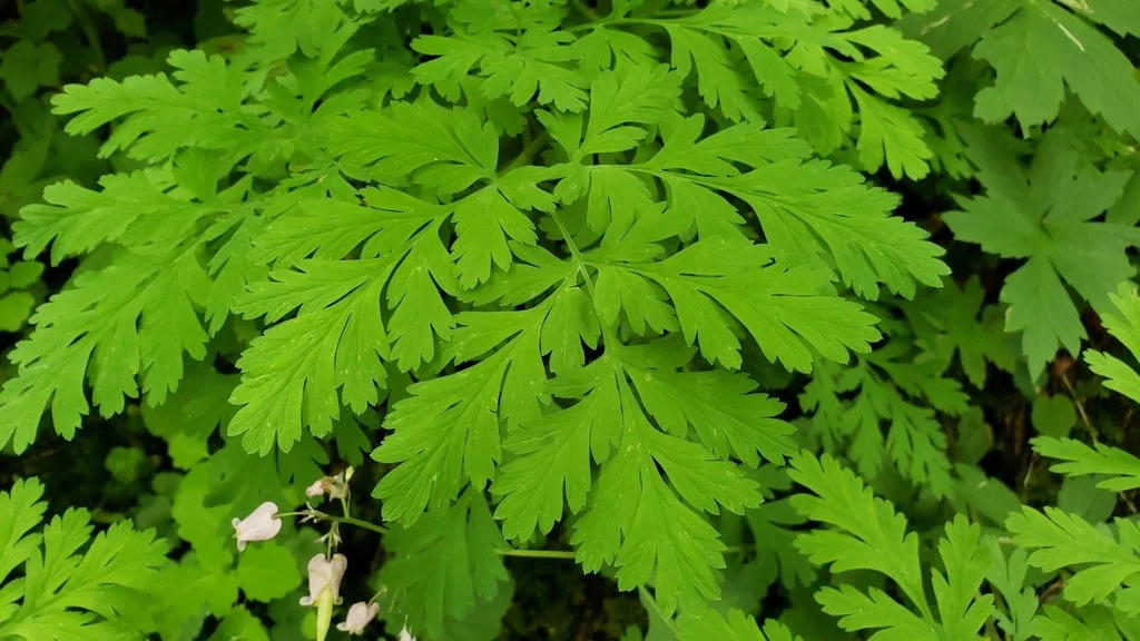 Exploring the Magic and Medicine of Bleeding Heart: Cultivation, Lore ...