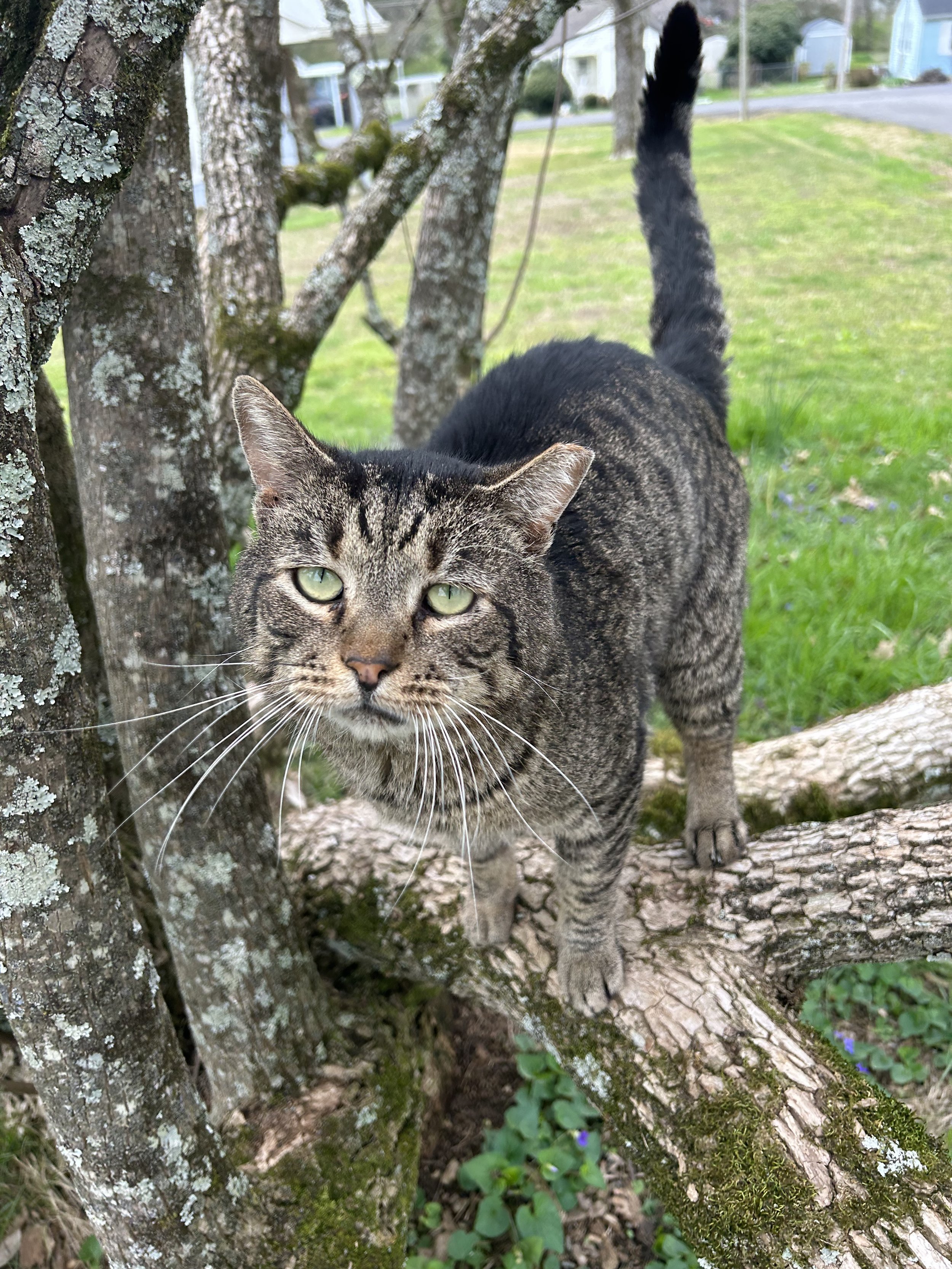 Rad Cat Inc.