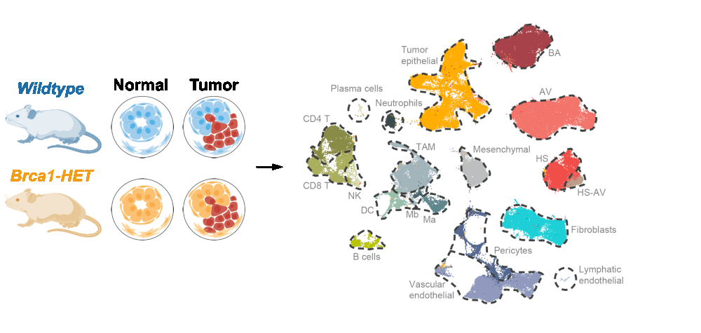 Research — Carman Li Lab