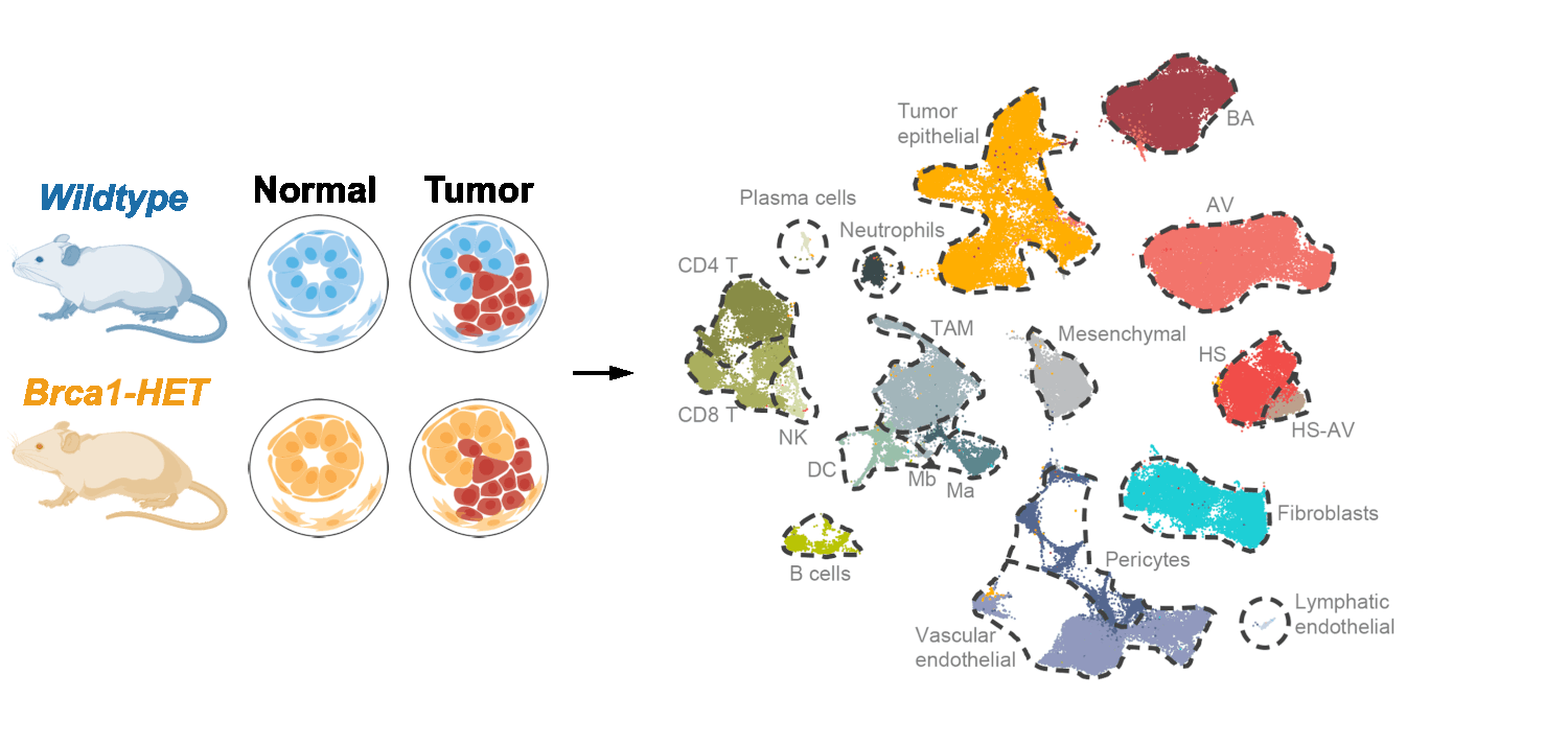 Research — Carman Li Lab
