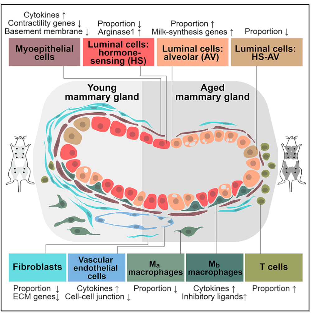 Publications — Carman Li Lab