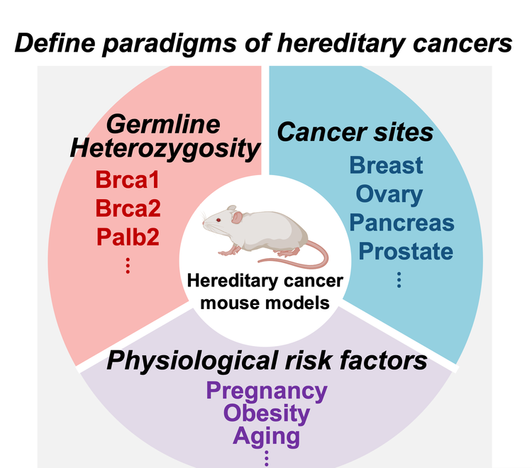 Research — Carman Li Lab