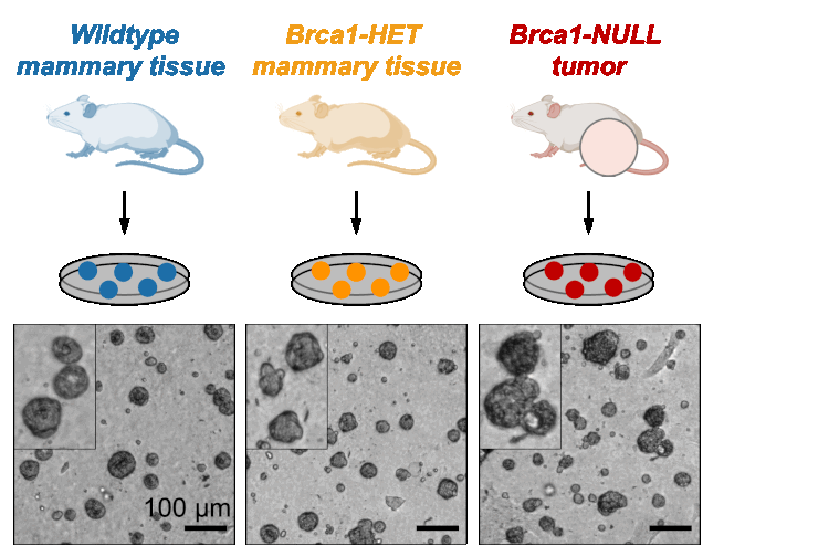 Research — Carman Li Lab