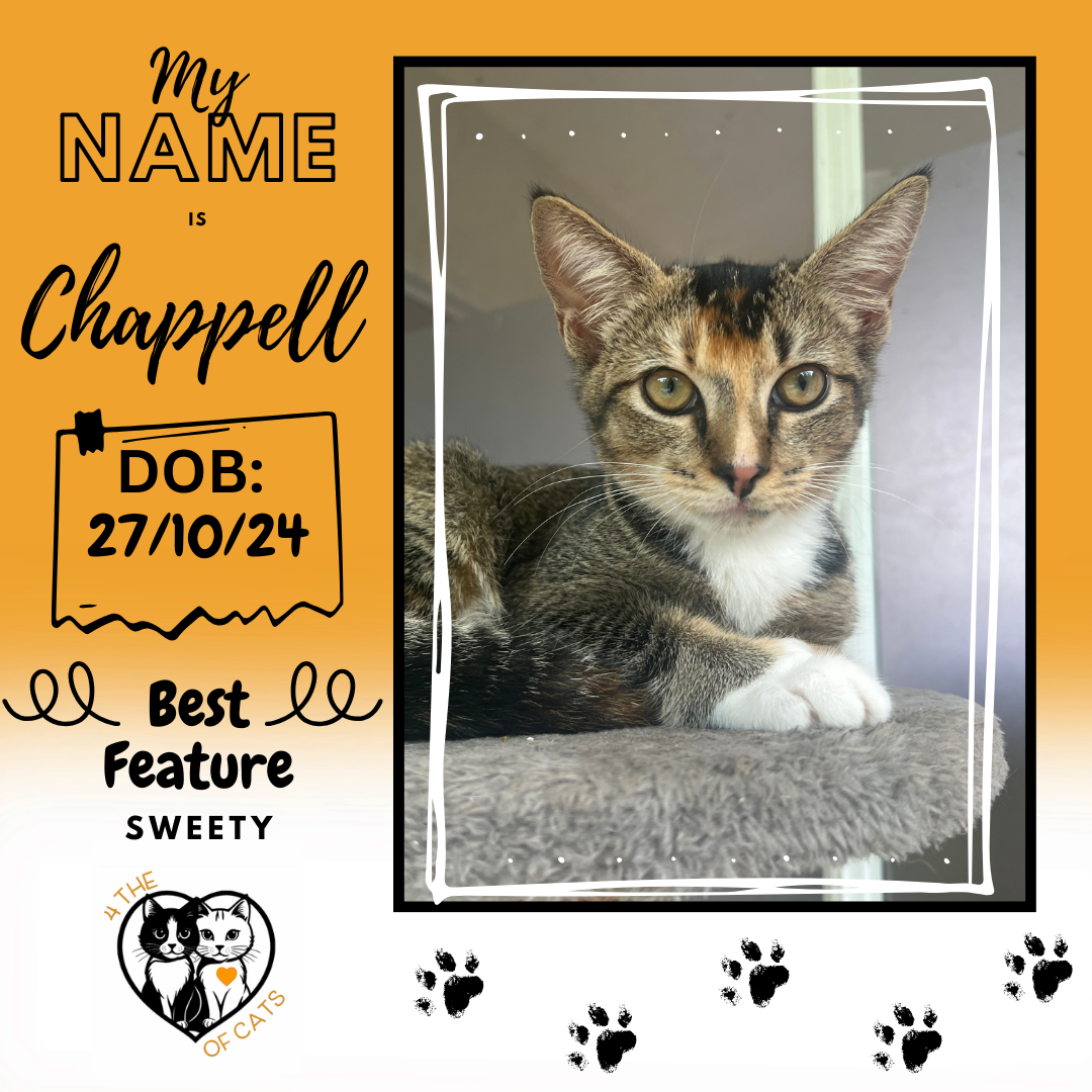 4 The Love of Cats — Adopt a Cat in Cairns. Because every cat deserves ...