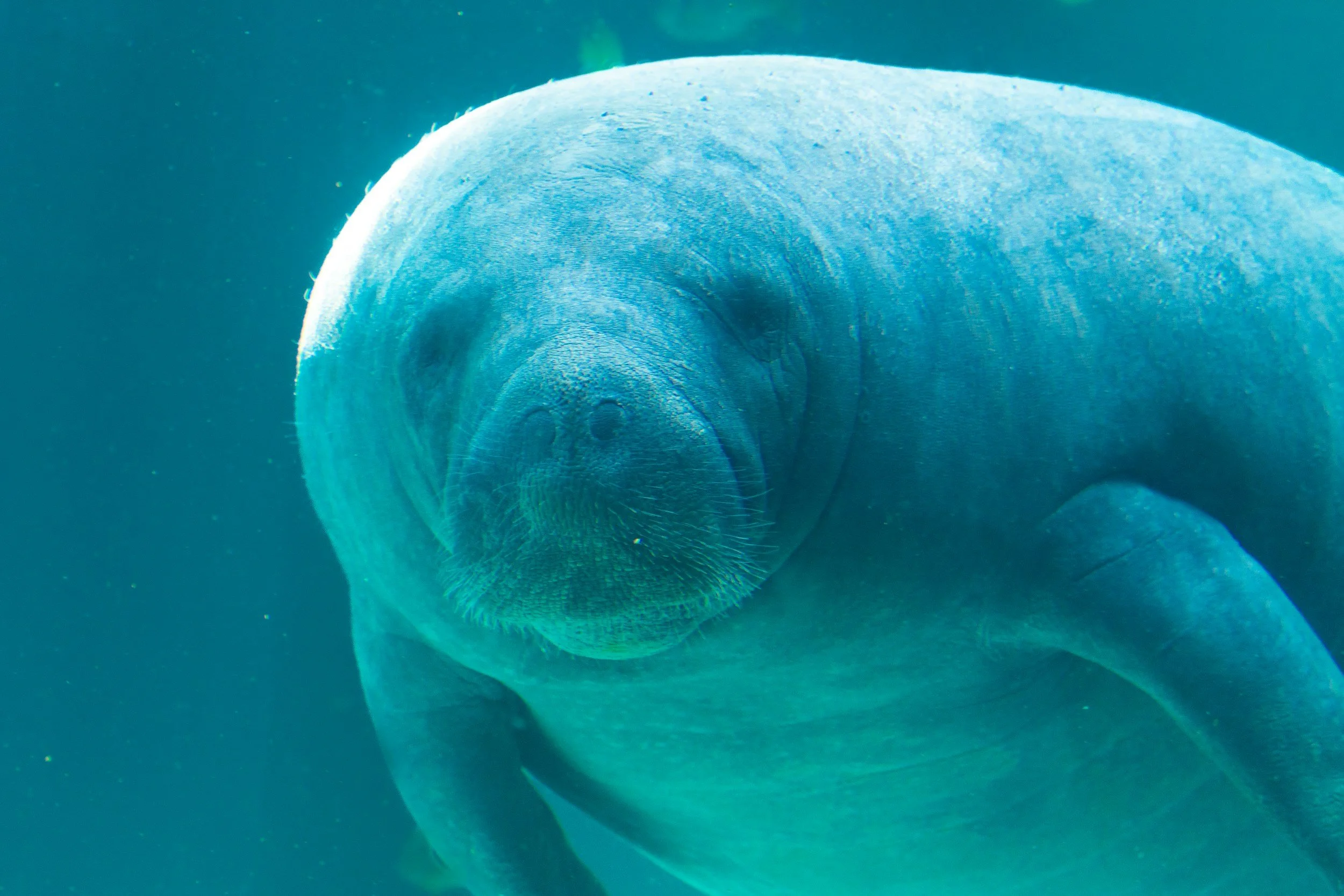 Manatee — Clean Earth Initiative