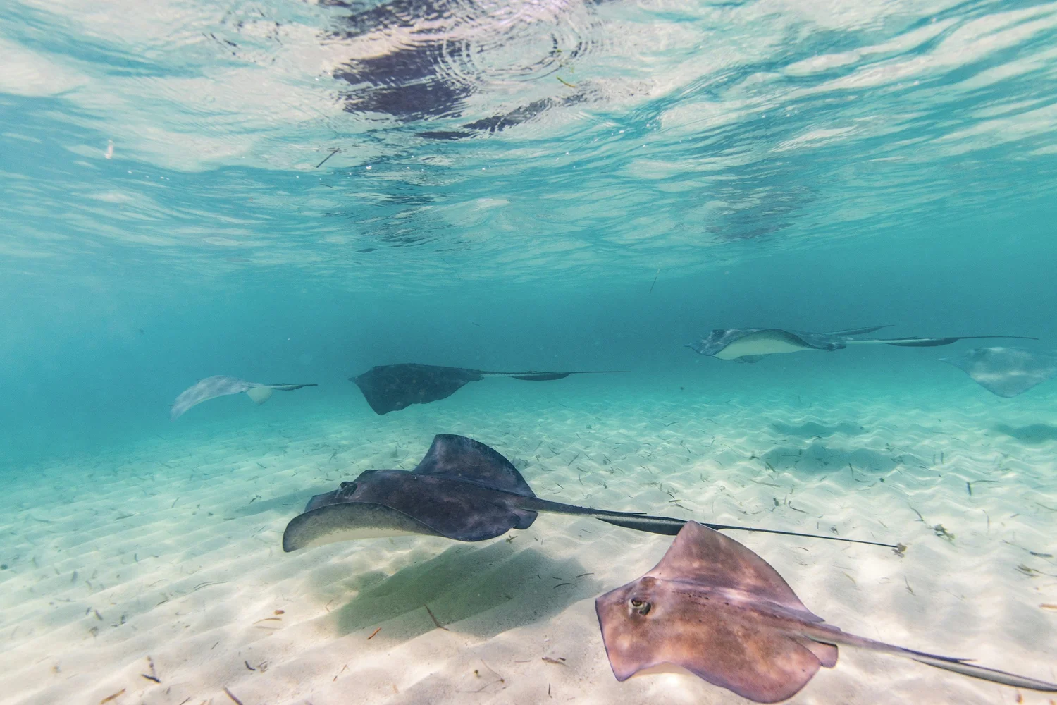Stingrays — Clean Earth Initiative