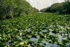 Everglades — Clean Earth Initiative