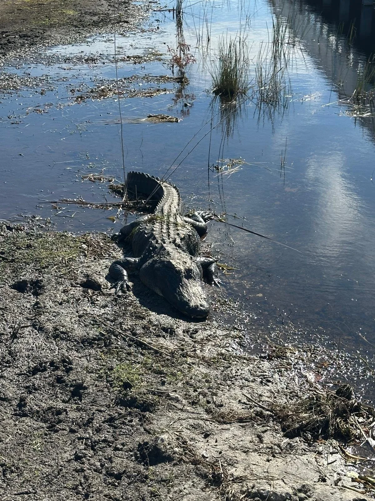 American Alligator — Clean Earth Initiative
