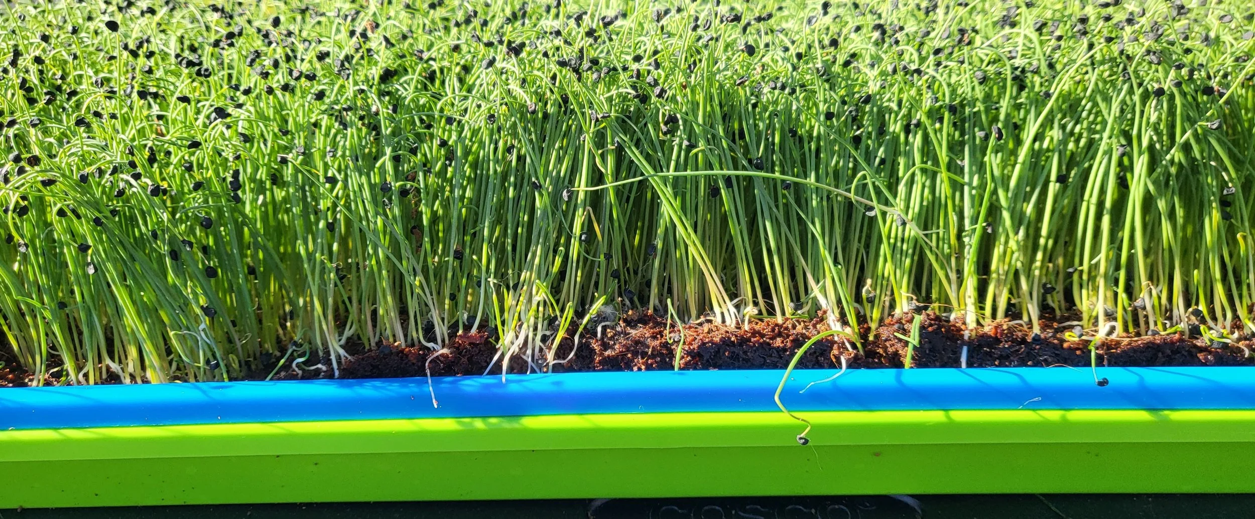 Buzzing Around Farm | Microgreens | Bee Products | Pasture-Raised Chicken | Free-Range Eggs ...