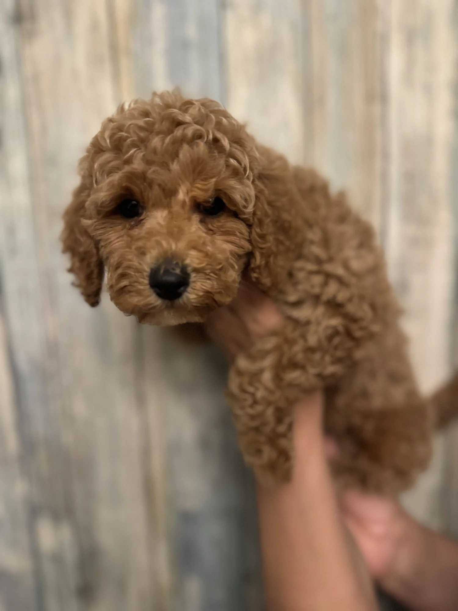 Southern California Cavapoos and Doodles