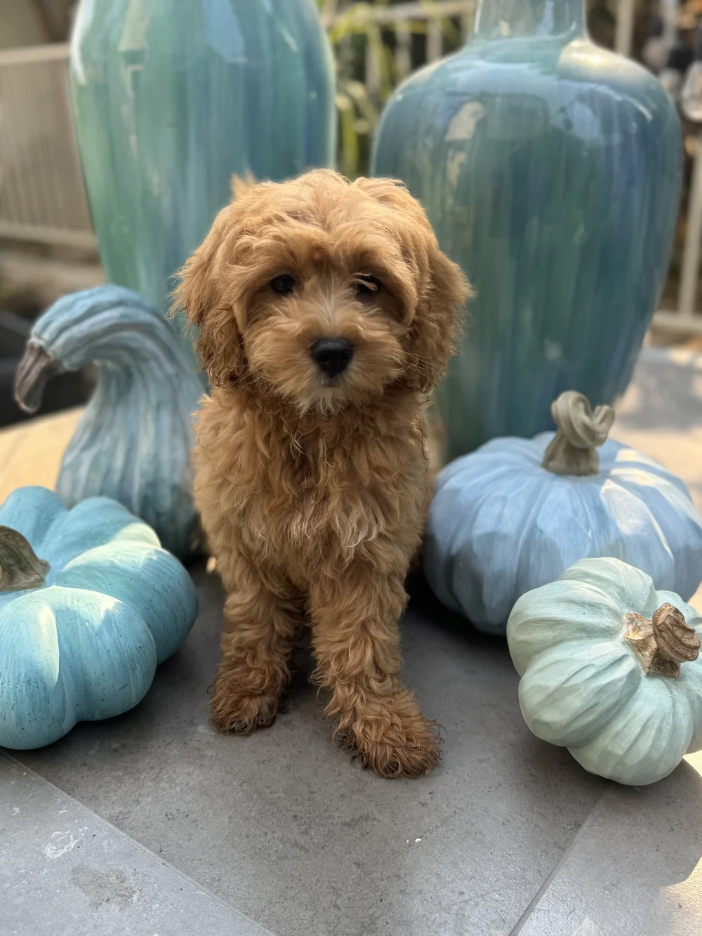 Contact — Southern California Cavapoos and Doodles