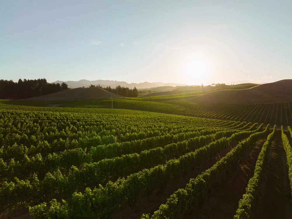 About — Ant Moore Wines