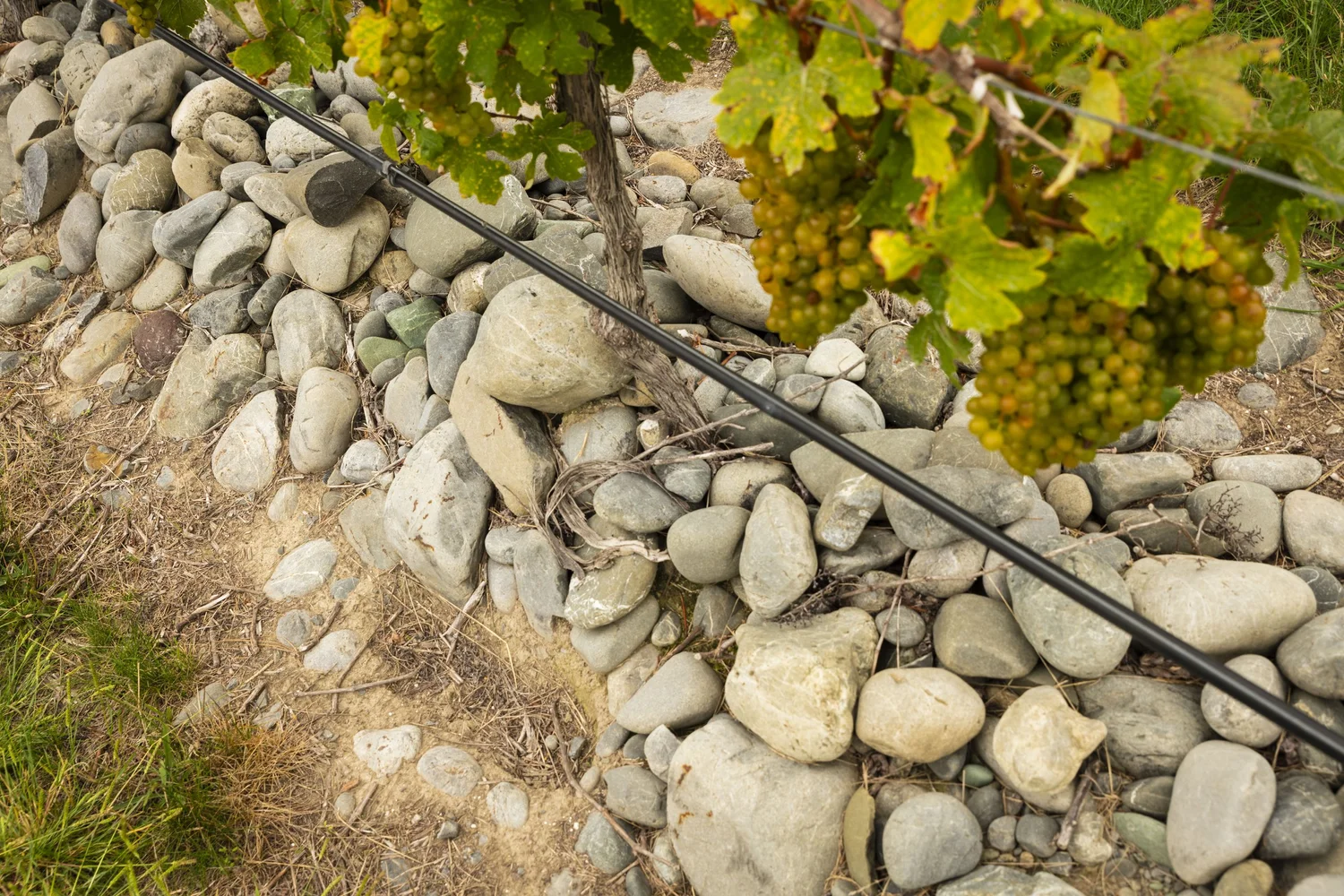 Wine Collective Direct — Ant Moore Wines
