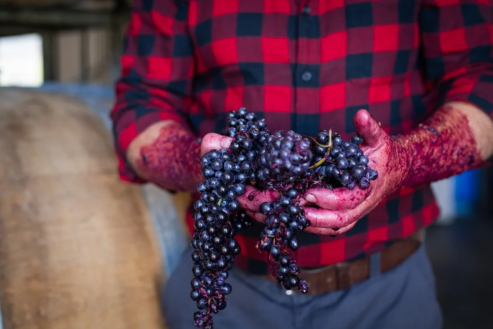 Traditional winemaking experience at Orange Mountain Estate. — FOOD ...