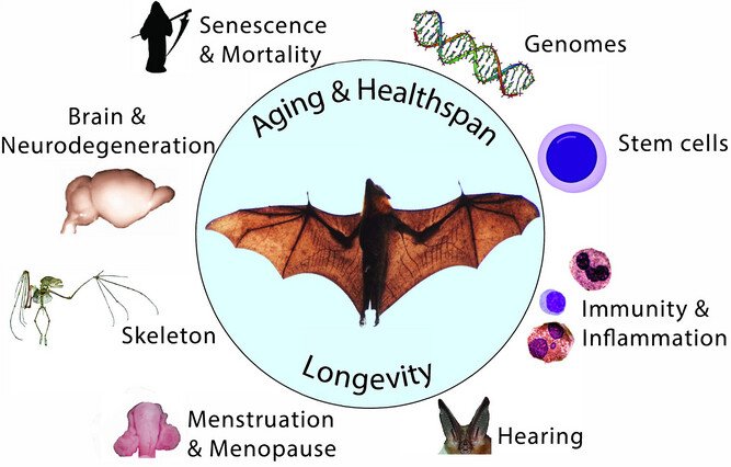 Publications — Bat Lab at Johns Hopkins University