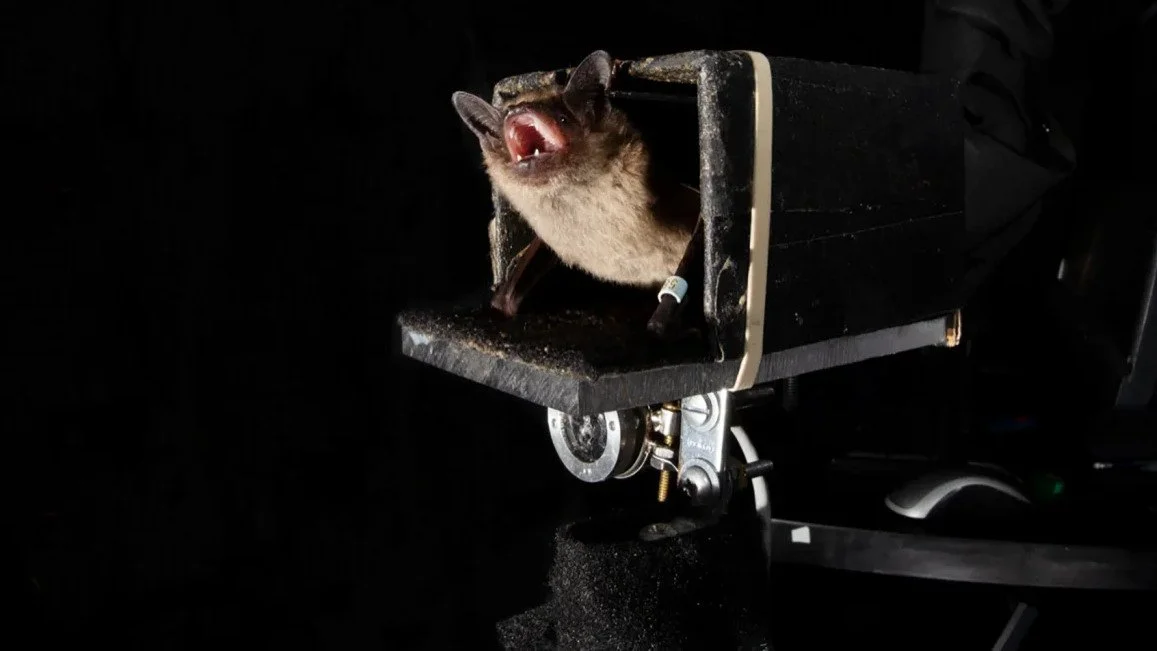Bat Lab at Johns Hopkins University