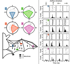 Research — Bat Lab at Johns Hopkins University