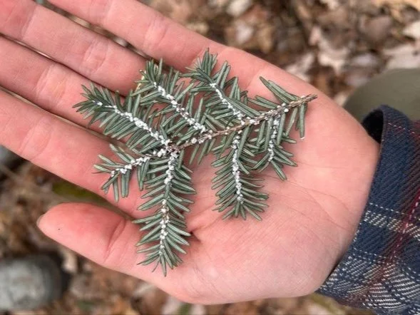 Mason Lake Conservation District