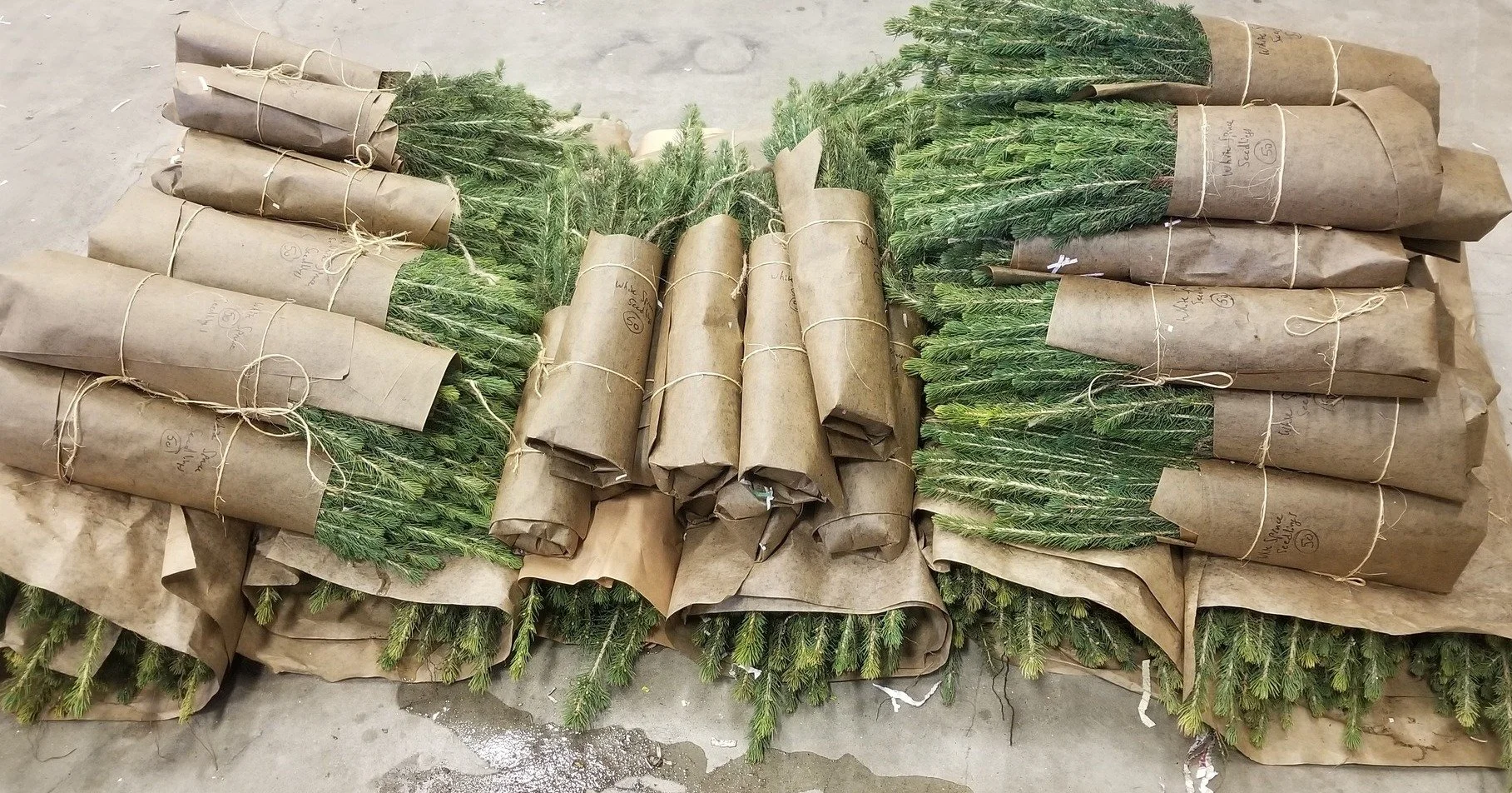 Tree Sale Packing Week — Mason-Lake Conservation District