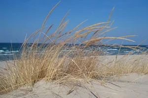 Beachgrass (Ammophila breviligulata) – Dune Stabilization & Erosion ...