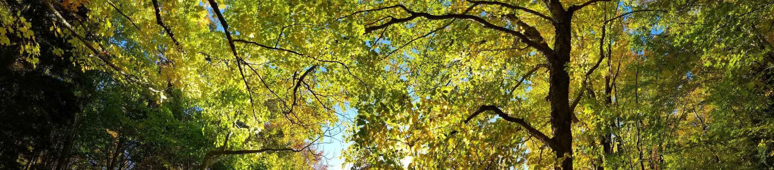 Mason Lake Conservation District