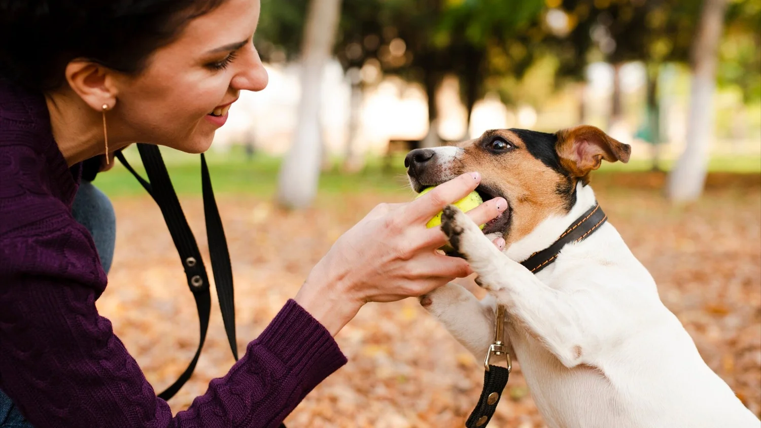 Master Obedience Commands: Top Canine Training Techniques — The Collar ...
