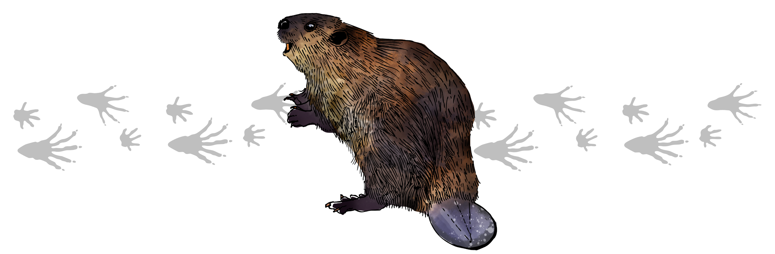 Beaver — Animal Footnotes
